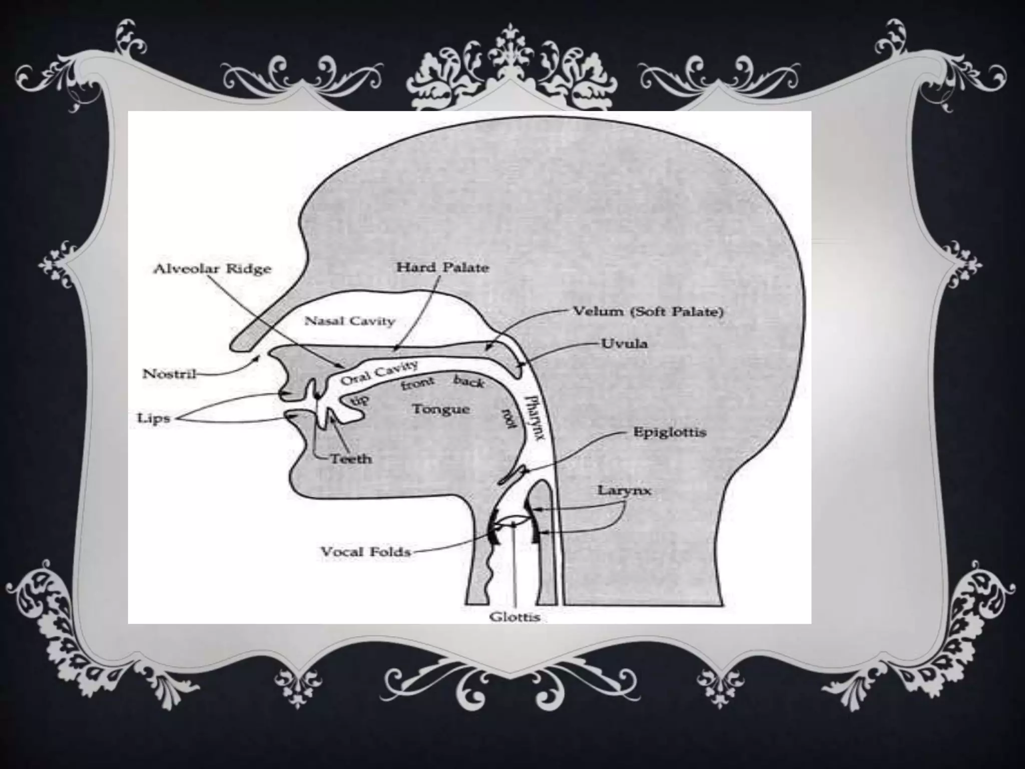 Phonetic vs phonology | PPT