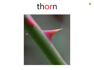 Phonics or ore | PPSX