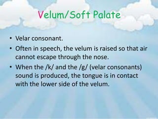 Phonology.speech organs and articulation | PPTX