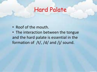 Phonology.speech organs and articulation | PPTX