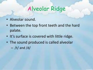 Phonology.speech organs and articulation | PPTX