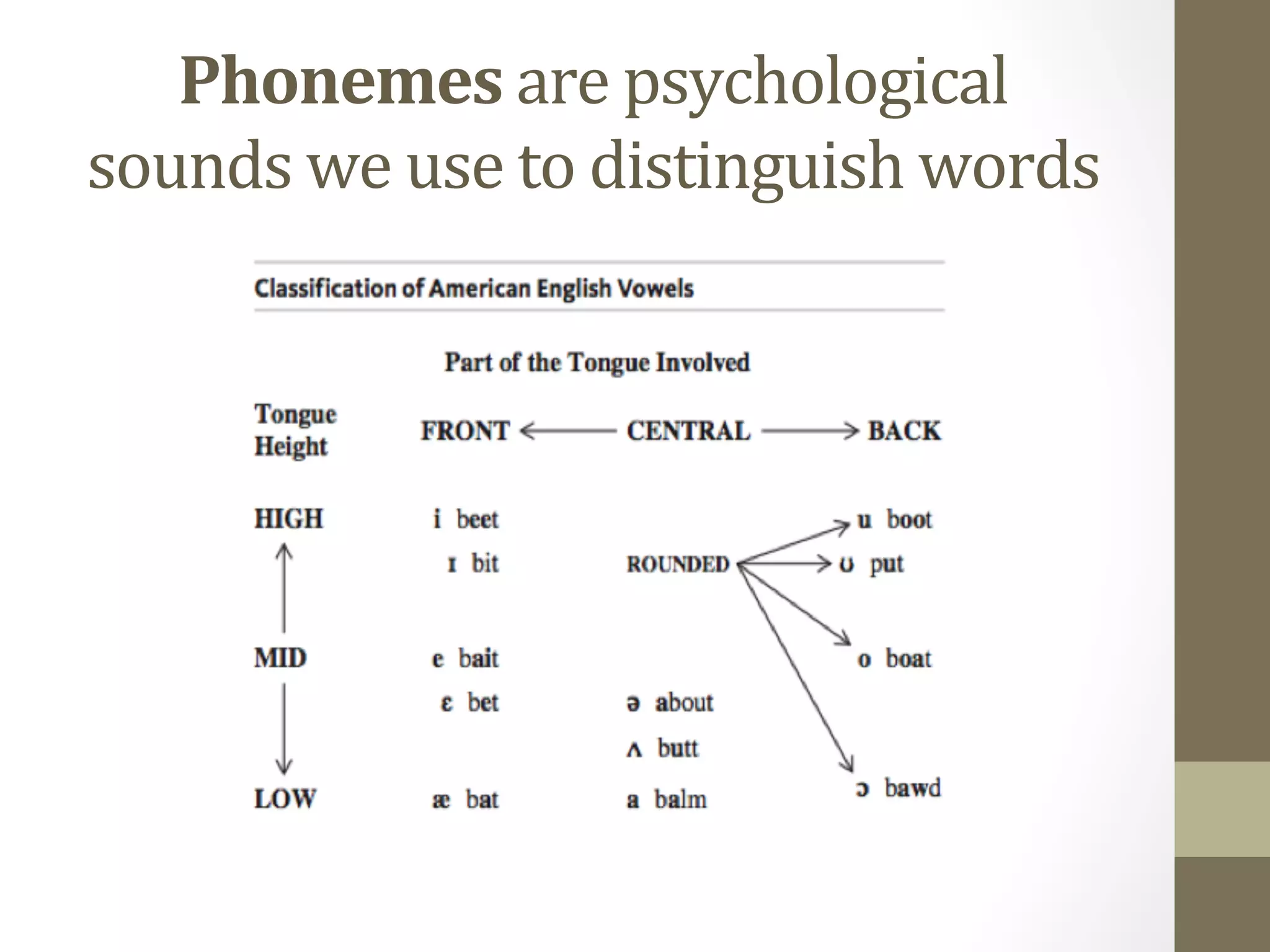 Phonology: Phones, Syllables & Phonotactics | PDF