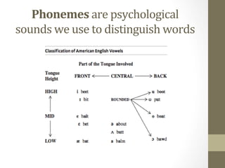 Phonology: Phones, Syllables & Phonotactics | PDF