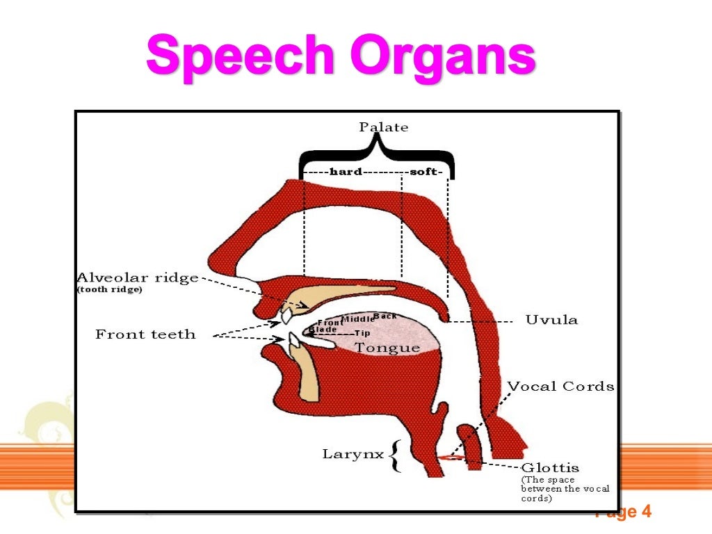 The Sounds of Language