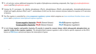 PHO_regulon and cyanobacterial symbiosis.pptx