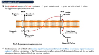 PHO_regulon and cyanobacterial symbiosis.pptx