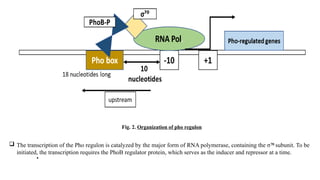 PHO_regulon and cyanobacterial symbiosis.pptx
