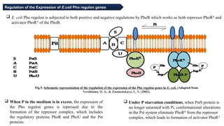 PHO_regulon and cyanobacterial symbiosis.pptx