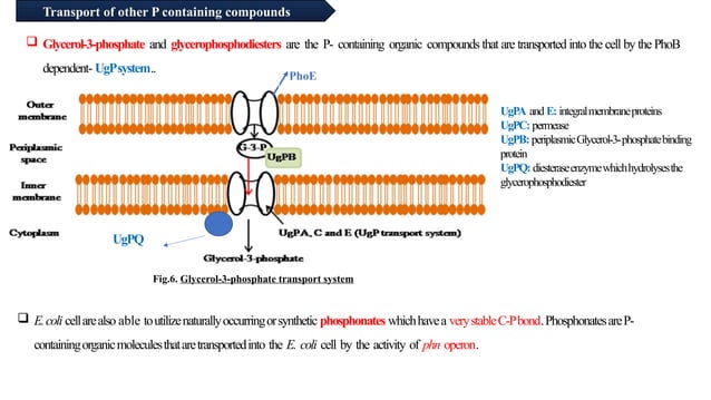 PHO_regulon and cyanobacterial symbiosis.pptx