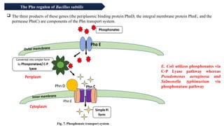 PHO_regulon and cyanobacterial symbiosis.pptx