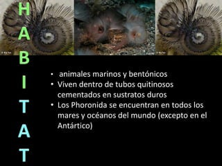 Phoronida | PPTX