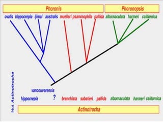 Phoronida | PPTX