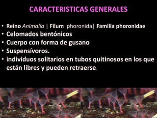 Phoronida | PPTX