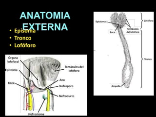 Phoronida | PPTX