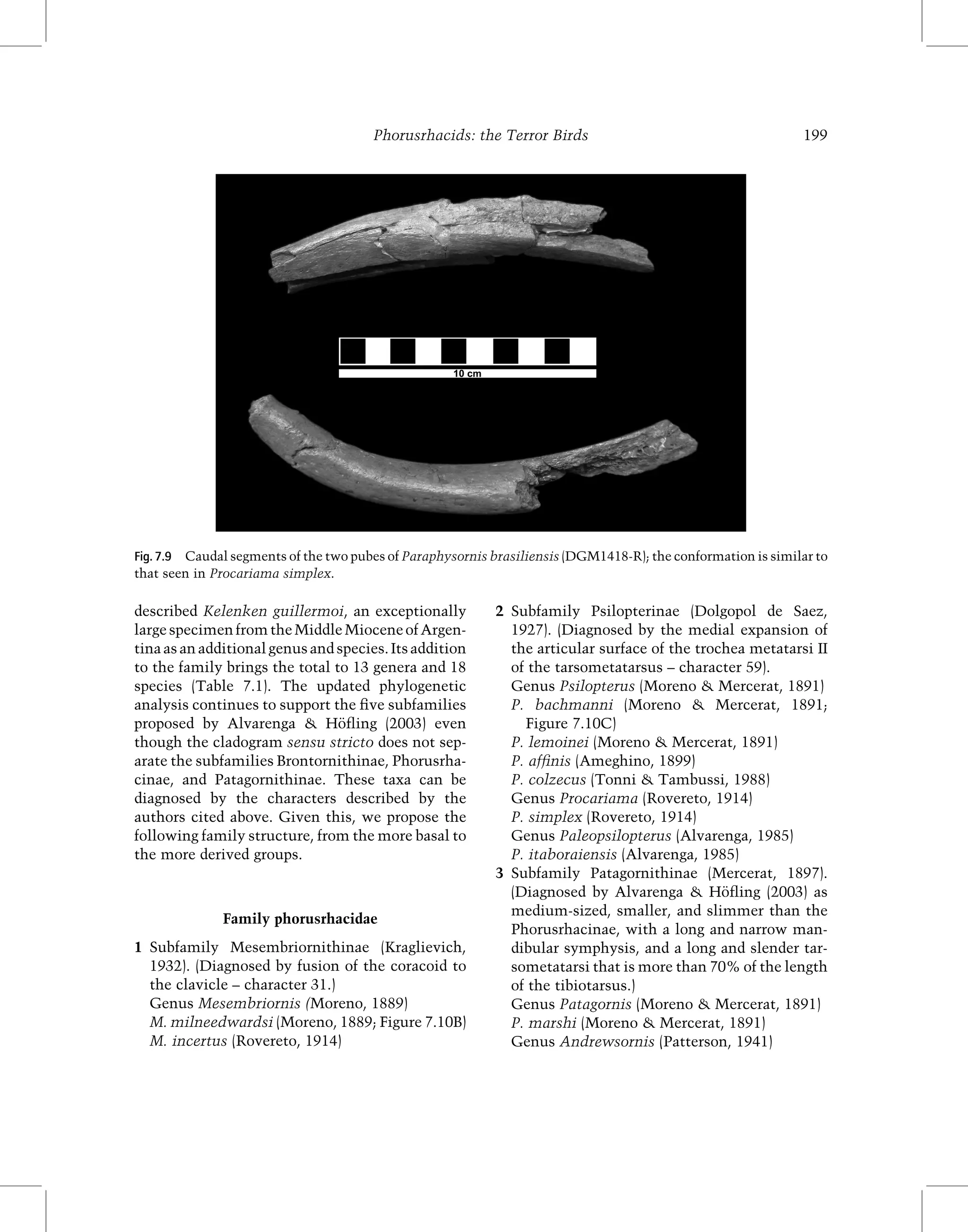 Phorusrhacids the terror birds | PDF