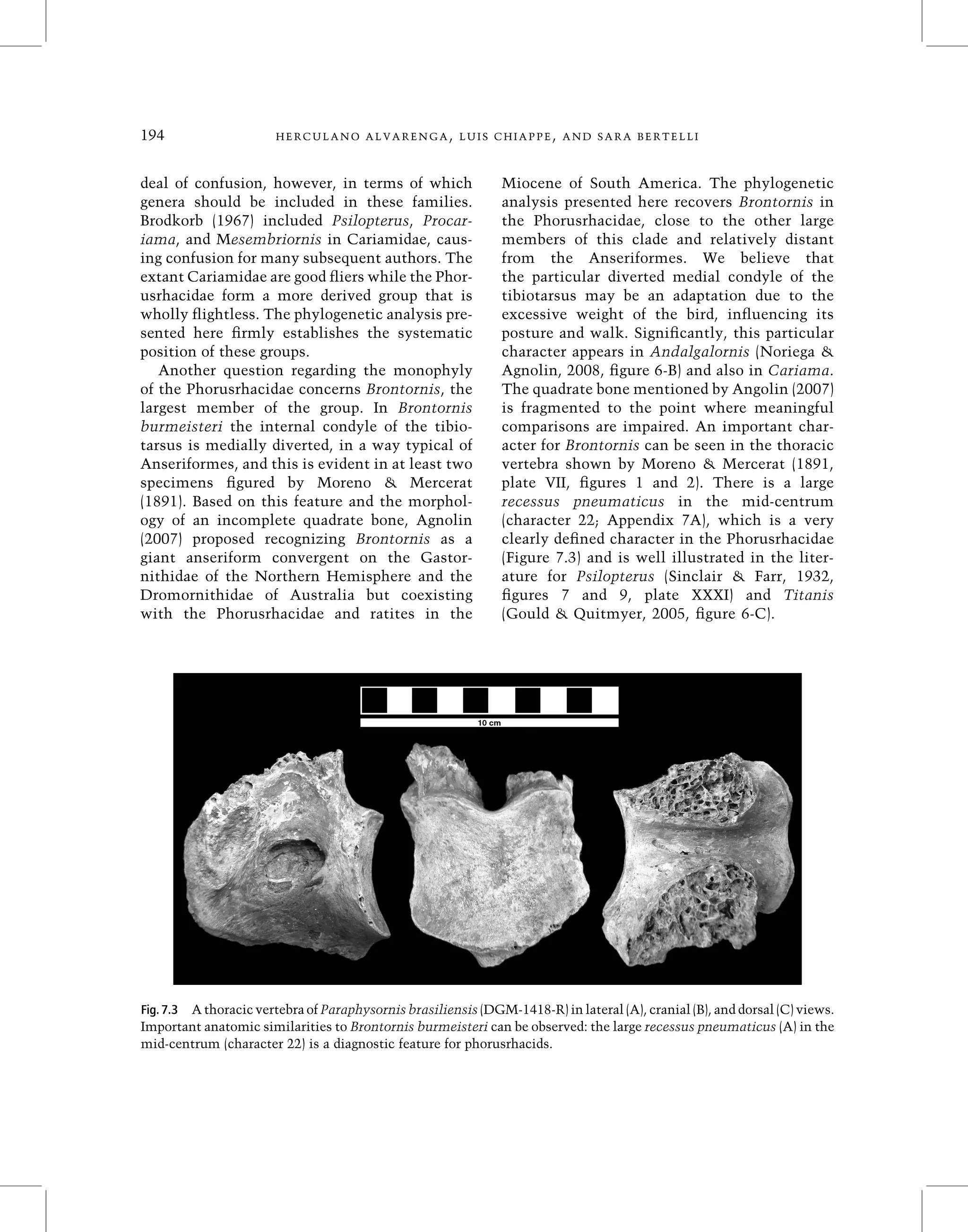 Phorusrhacids the terror birds | PDF