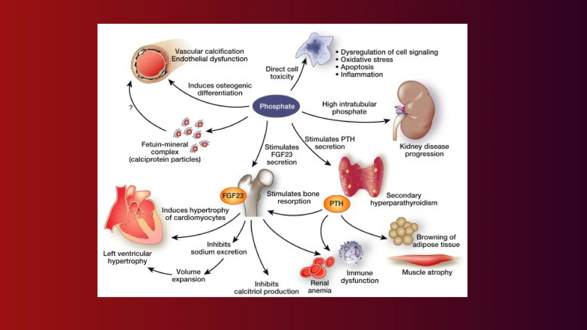 phosphorus poisoning powerpoint forensic | PPTX