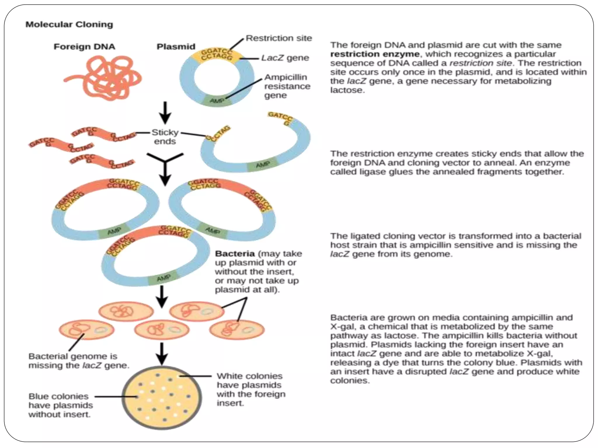 Phosphatase Pptx
