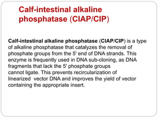Phosphatase | PPTX