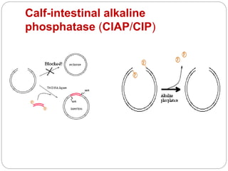 Phosphatase | PPTX