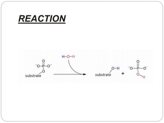 Phosphatase | PPT
