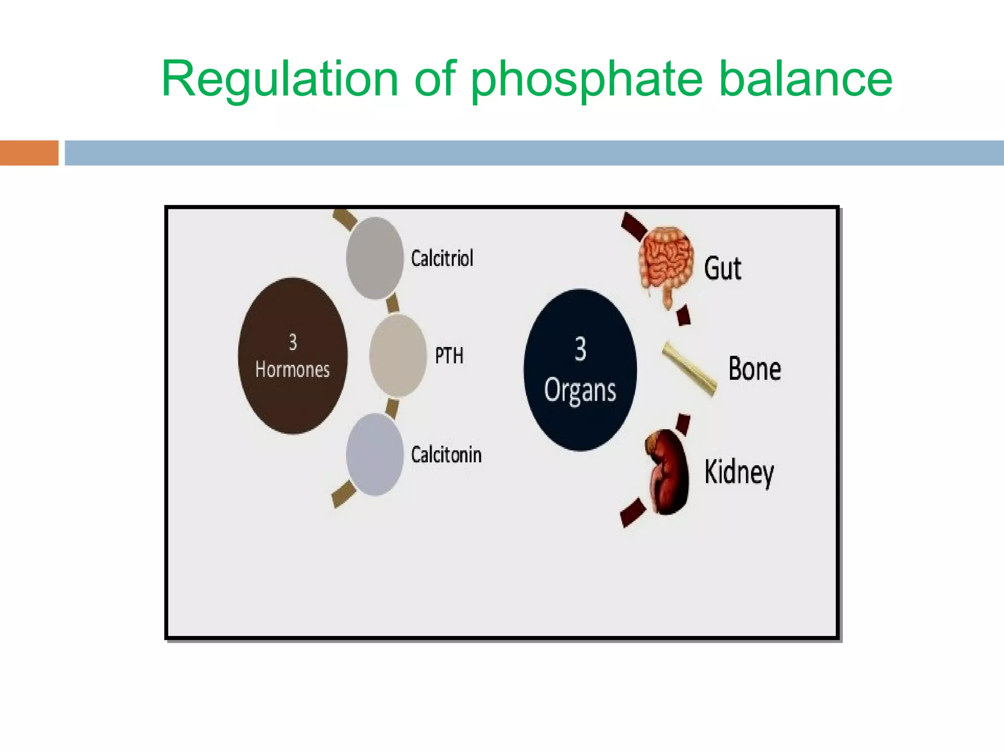 Phosphate homeostasis & its related disorders | PPT