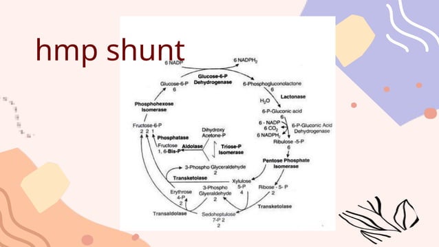 Phosphate Pentose Pathway, HMP shunt PPT | PPT