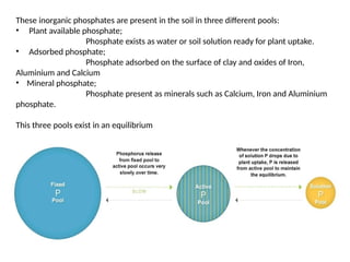 phosphate presentation ththththththththt.pptx