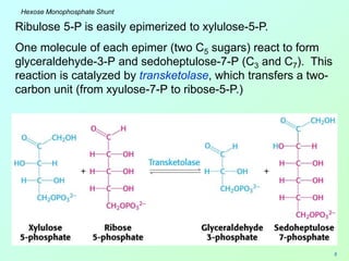Phosphate Shunt boichemistry and bioenergetics | PPT