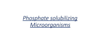 phosphate solubilising microorganisms ppt.pptx