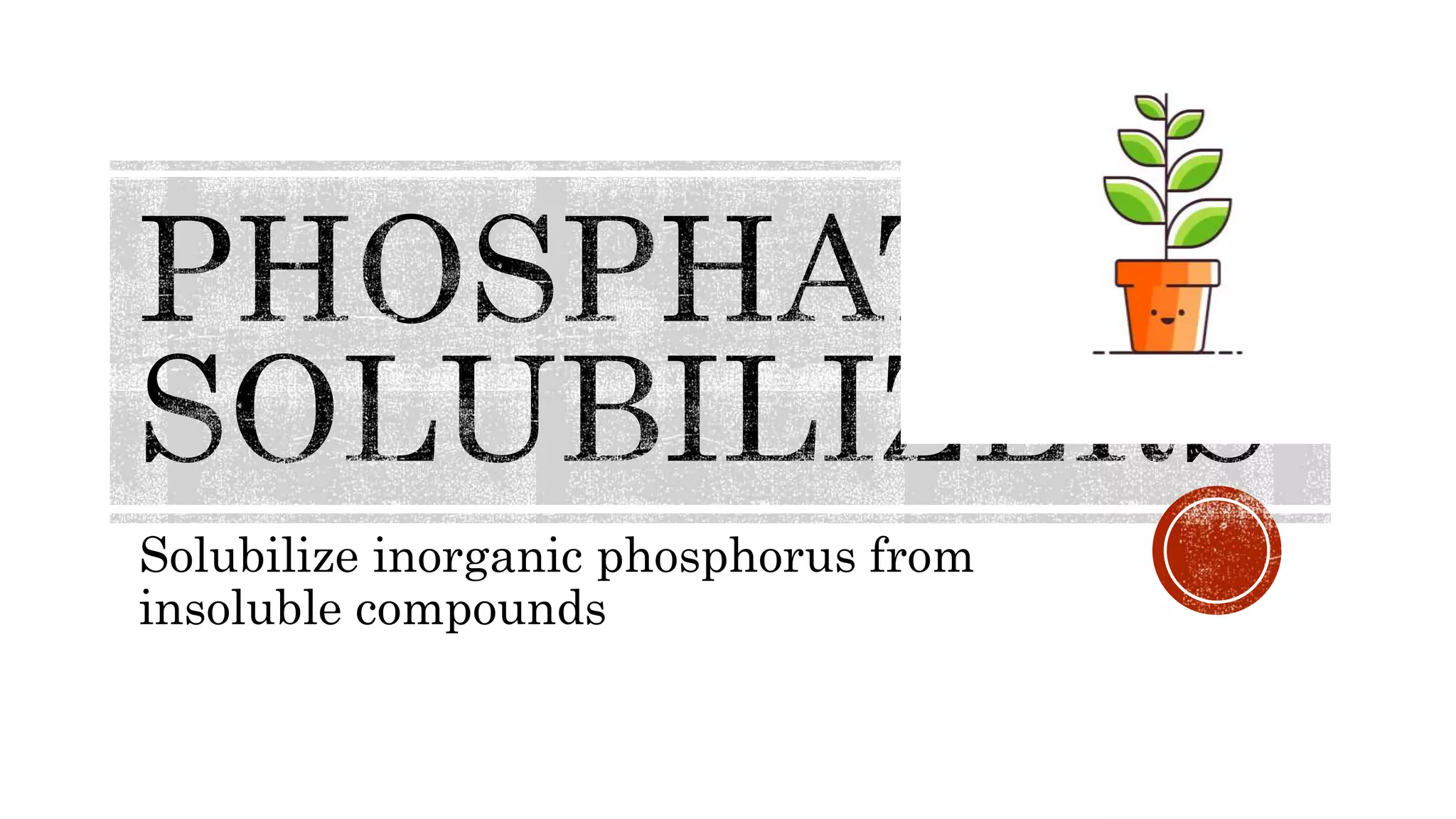 Phosphate solubilizers | PPTX