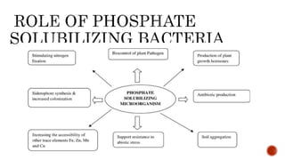 Phosphate solubilizers | PPTX