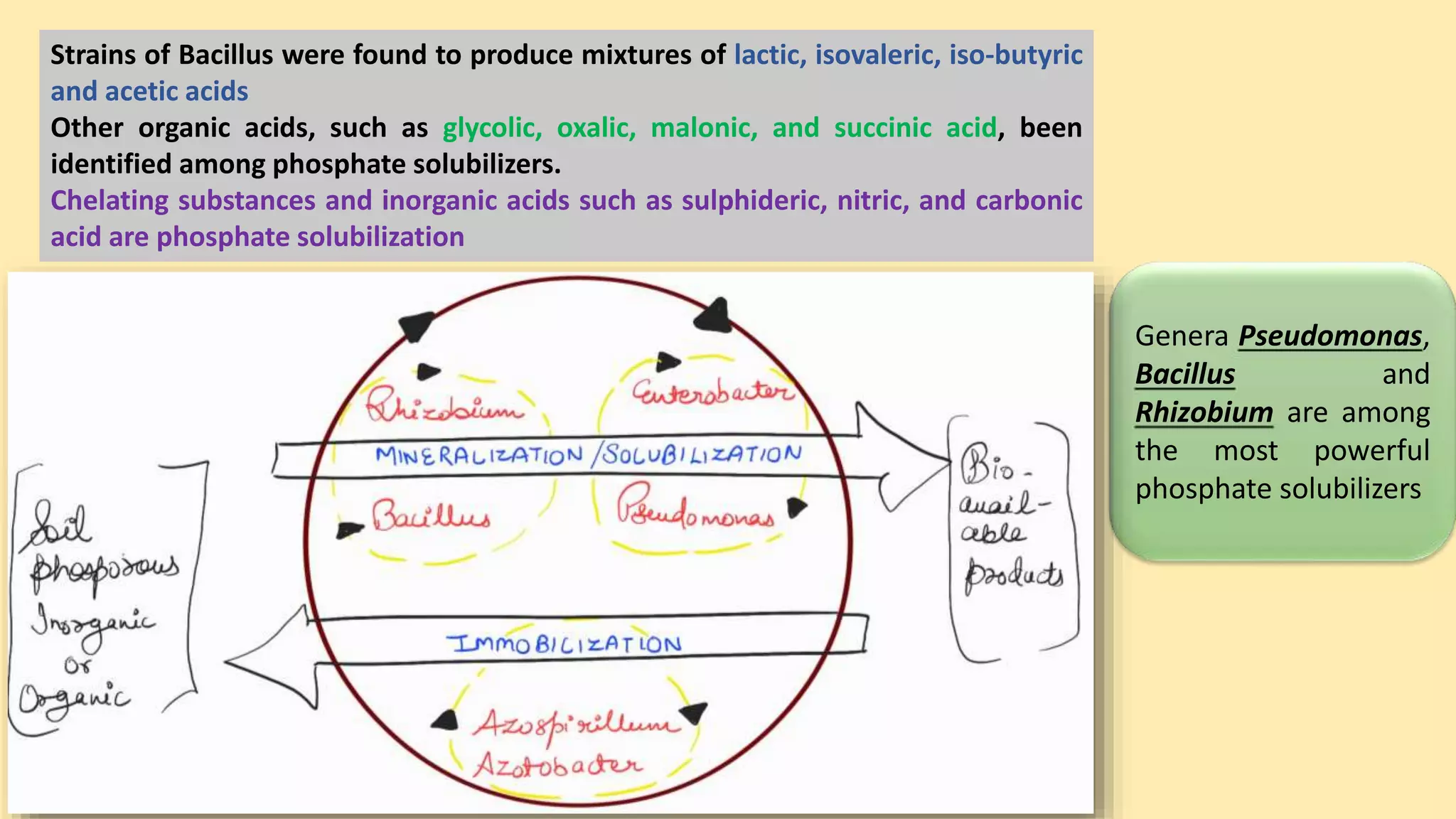 PHOSPHATE SOLUBILIZERS by Pranzly.ppt