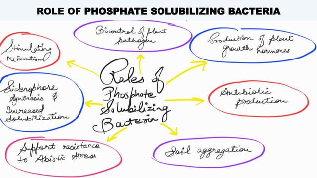 PHOSPHATE SOLUBILIZERS by Pranzly.ppt