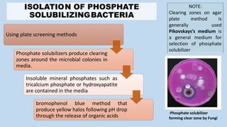PHOSPHATE SOLUBILIZERS by Pranzly.ppt