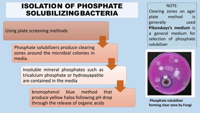PHOSPHATE SOLUBILIZERS by Pranzly.ppt