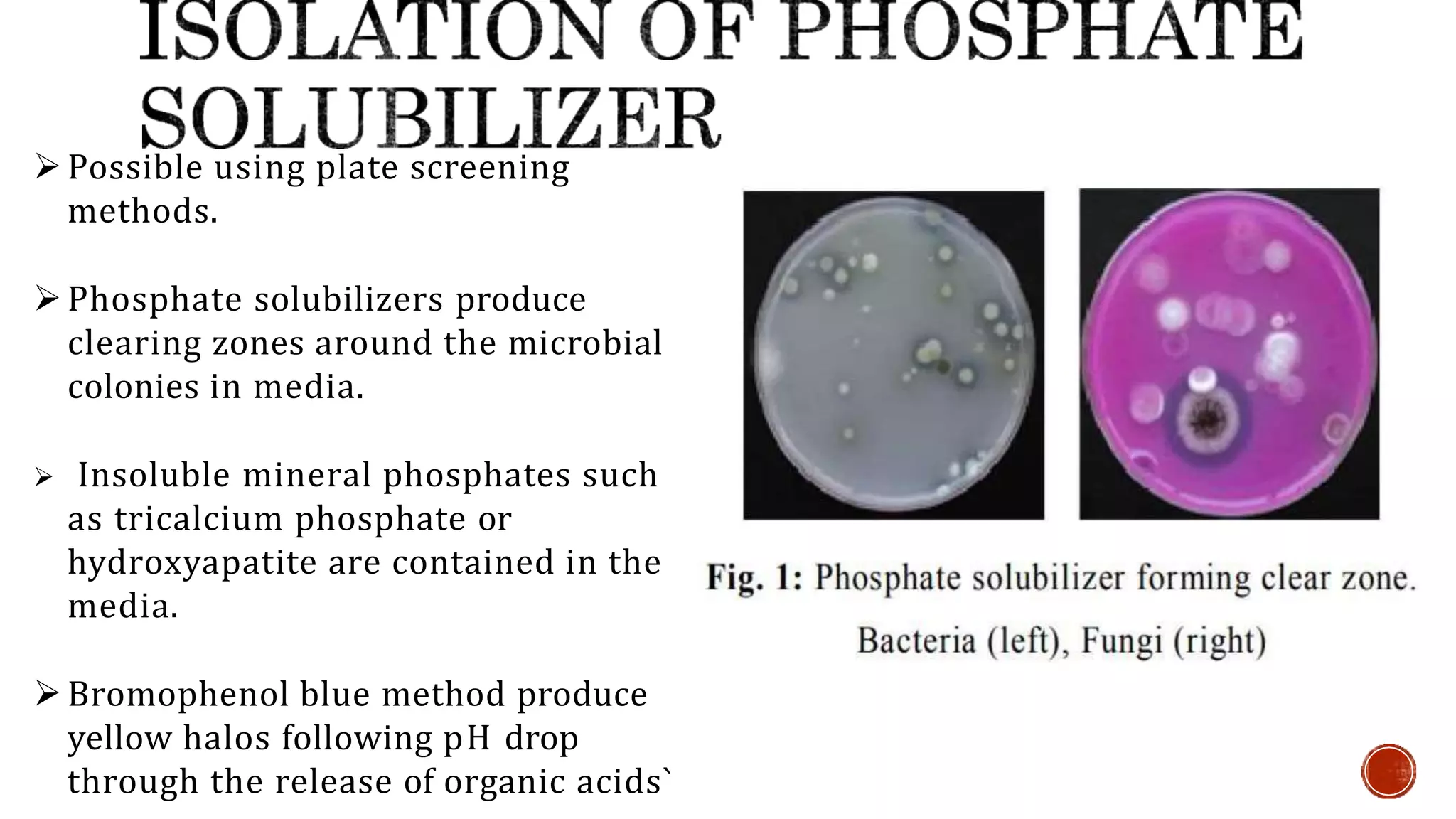 phosphatesolubilizers.pptx