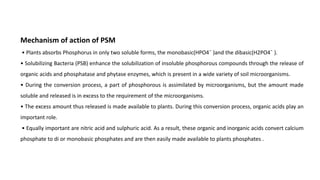 phosphatesolubilizers.pptx