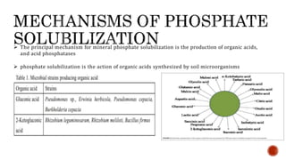 phosphatesolubilizers.pptx