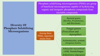 Phosphate solubilizing Bacteria- Agriculture microbiology PPT.pptx | Gardening | Home & Garden