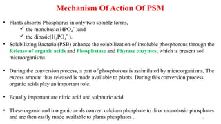 Phosphate solubilizing Bacteria- Agriculture microbiology PPT.pptx ...