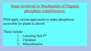 Phosphate solubilizing Bacteria- Agriculture microbiology PPT.pptx ...