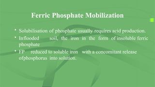Phosphate Solubilizing Microorganisms.pptx