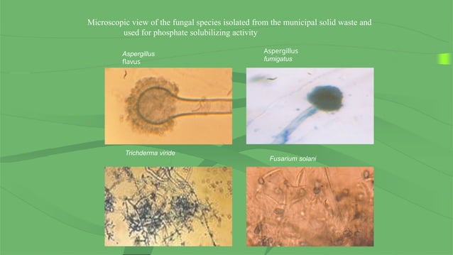 Phosphate Solubilizing Microorganisms.pptx