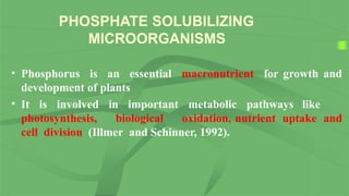 Phosphate Solubilizing Microorganisms.pptx