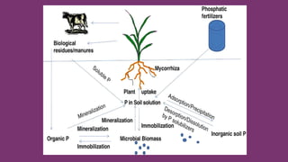 PHOSPHATE SOLUBILIZING MICROORGANISMS.pptx