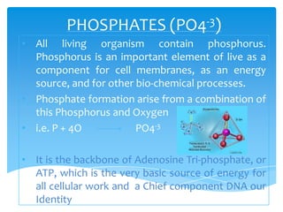 Phosphates (po4 3) | PPTX