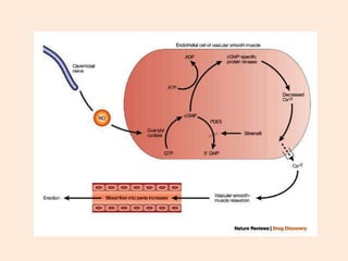 Phosphodiesterase 5 inhibitors (PDE5i) | PPTX