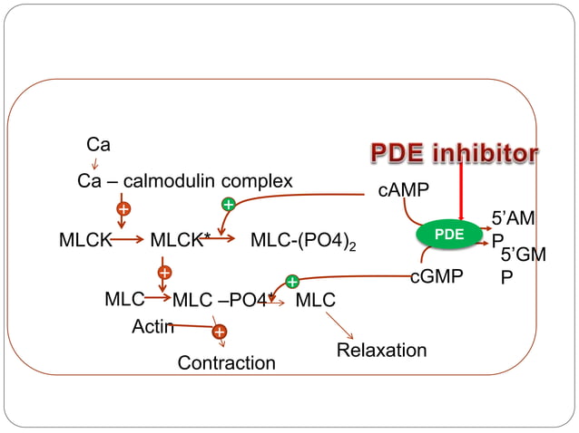Phosphodiesterase inhibitors