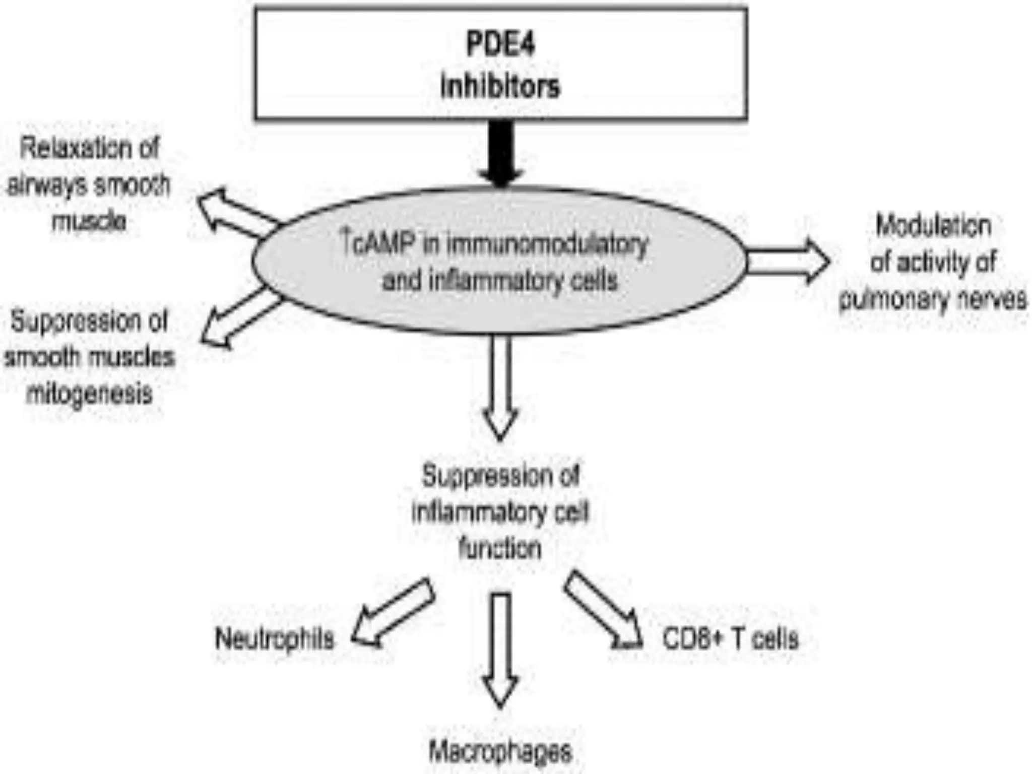 phosphodiesterase inhibitors.pptx